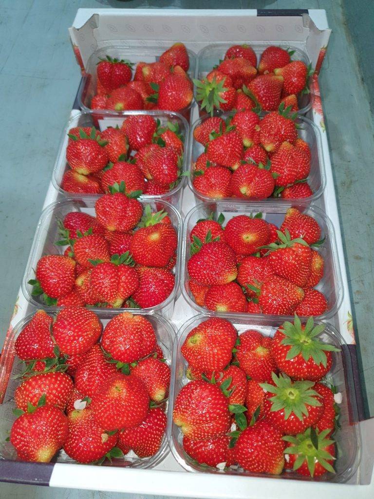 Strawberry punnet – Inverclyde Home Fresh